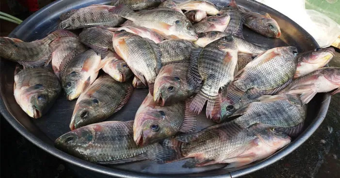 Tilapia Benefits: The Mild Fish with a Mighty Nutritional Punch ...