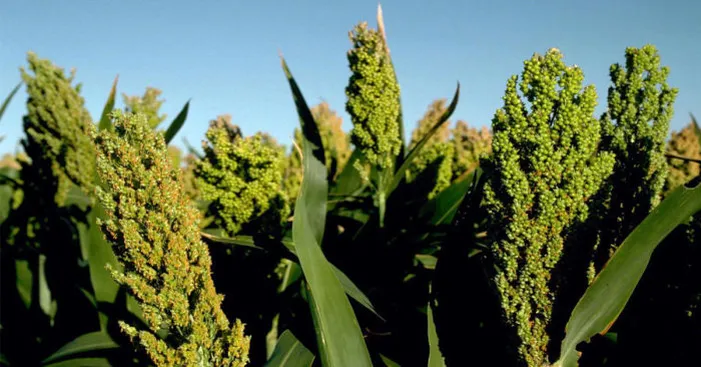 Milo Seed: An Ancient Grain with Modern Health Benefits - Foodieleaks