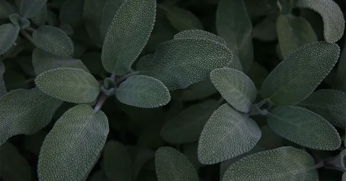Dried Sage: Supercharging Your Health - Foodieleaks